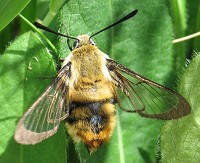 National insect study reveals major changes - BirdGuides