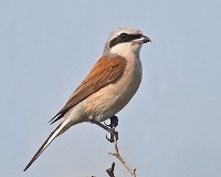 Ambitious campaign is launched for global wildlife - BirdGuides