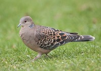 Rare dove joins the fight against illegal bird slaughter - BirdGuides