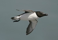 Pioneering seabird project reveals surprising results - BirdGuides