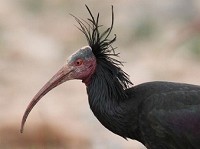 Syrian unrest doesn't hamper recovery of Middle East's rarest bird ...