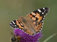 Secrets of Painted Lady migration unveiled - BirdGuides