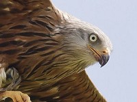 North-East Red Kite breeding report 2013 - BirdGuides