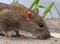 Rum rat-tracking study could aid seabirds - BirdGuides