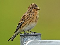Appeal for information on colour-ringed Twite - BirdGuides