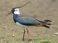 Lapwing numbers given boost by RSPB reserves - BirdGuides