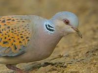 Turtle Dove migration mystery solved - BirdGuides
