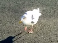 Video of 'dancing' Welsh Herring Gull becomes Internet sensation ...