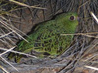 Rediscovered Night Parrot to get conservation action plan in Australia ...