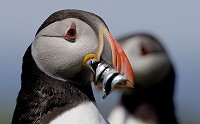 Puffins thriving on Fidra after 'herbal toilet paper' removal - BirdGuides