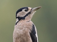 Scotland's woodland birds up two-thirds since 1994 - BirdGuides