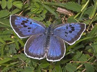 Large Blue killer convicted - BirdGuides