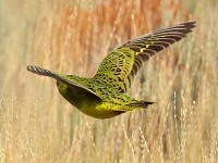 Night Parrot rediscovered in Western Australia - BirdGuides