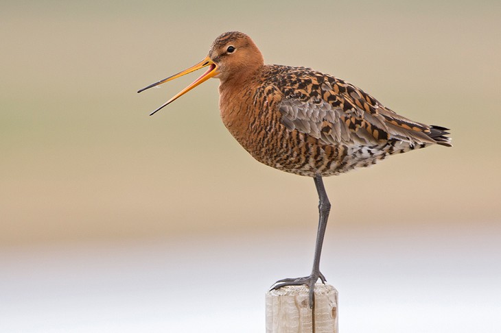 Record numbers of godwits arrive on Tiree - BirdGuides