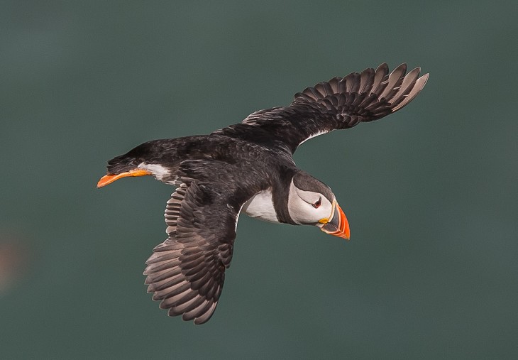 Help save Puffins with your photos - BirdGuides