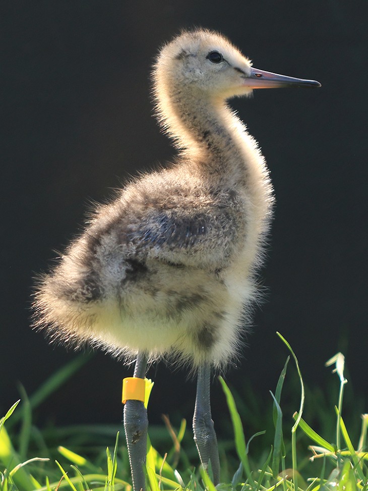 'Headstarted' wader chicks released in the Fens in British first ...