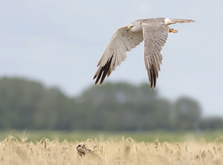 Pallid Harrier breeds in Western Europe for the first time - BirdGuides