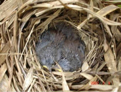 Survey Uncovers Grauer’s Swamp-warbler Nest - BirdGuides