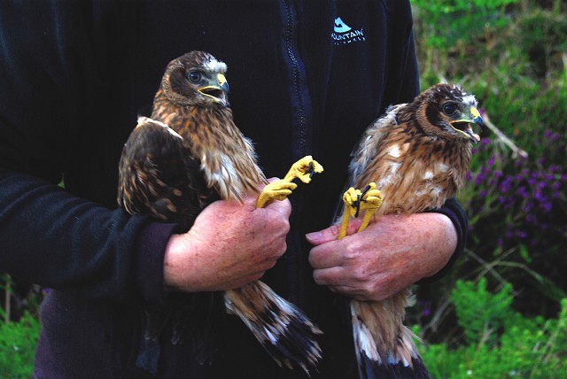 Chicks tagged in run up to Hen Harrier Weekend 2016 - BirdGuides