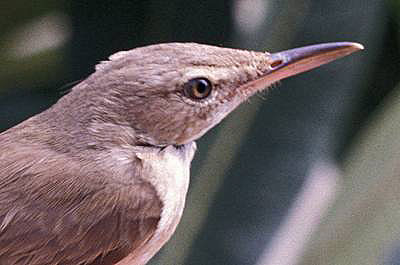 Iraqis produce first bird guide - BirdGuides