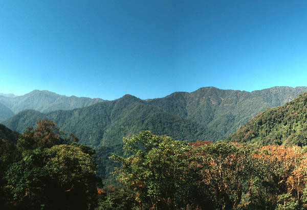 Bugun Liocichla - BirdGuides