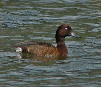 Extremely high mortality rate in Madagascar Pochard chicks revealed ...