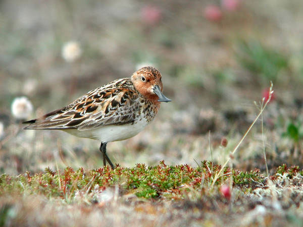 Wintering Spoon-billed Sandpipers found in Myanmar - BirdGuides