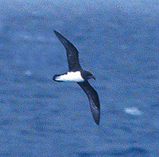 How effective is conservation at saving species from extinction ...