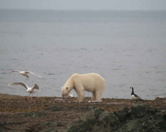 Svalbard Polar Bears threaten a conservation success story - BirdGuides