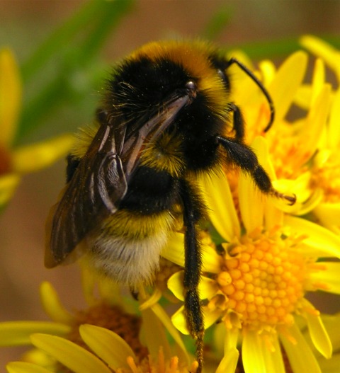 Southern invader creates border buzz - BirdGuides