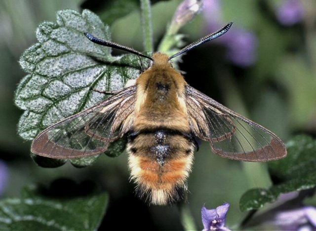National Moth Night: 10 years of change - BirdGuides