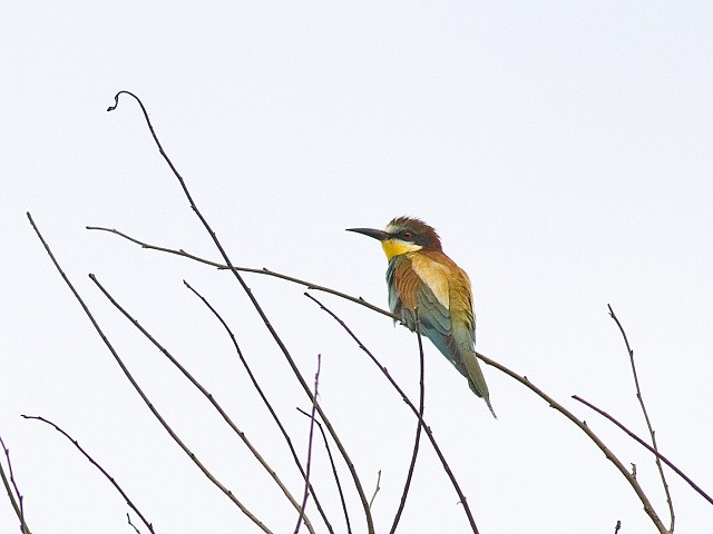Bee-eaters breeding at Nottinghamshire quarry? - BirdGuides