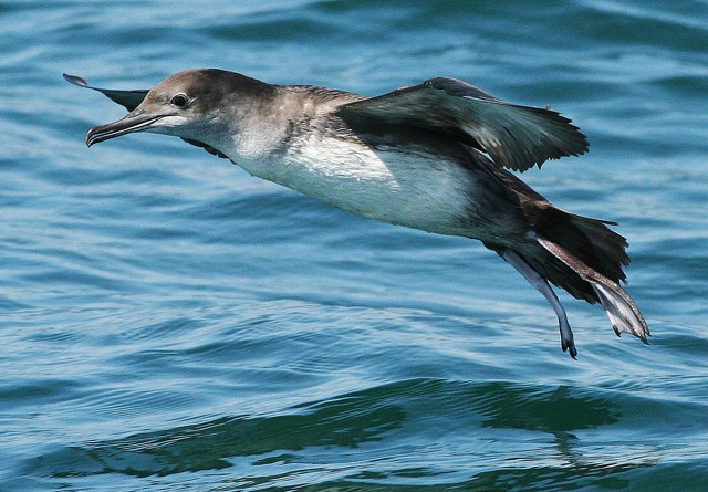 Ten per cent of Europe’s most endangered seabird use UK waters - BirdGuides