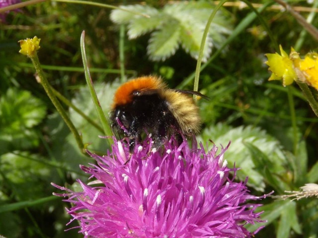 US leak reignites pesticide fears for UK bees - BirdGuides