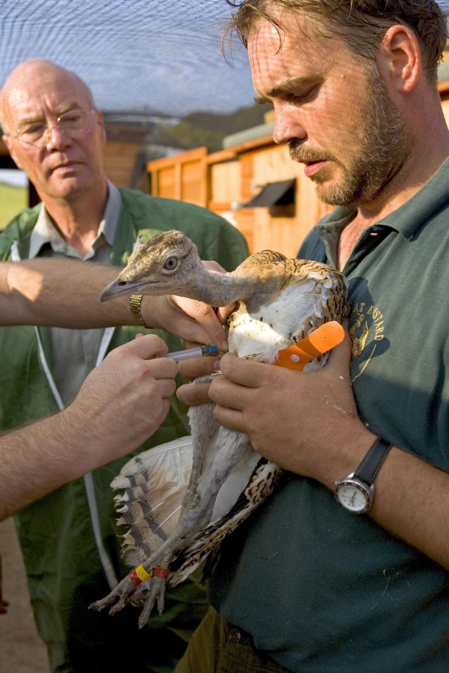 Breathing new life into Salisbury Plain - BirdGuides