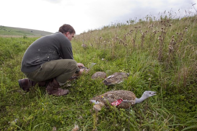 Breathing new life into Salisbury Plain - BirdGuides