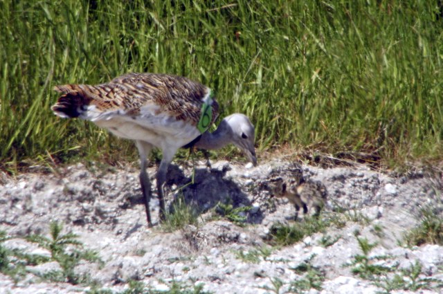 Breathing new life into Salisbury Plain - BirdGuides