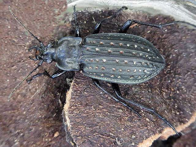 Rare beetle recorded in Antrim Hills - BirdGuides