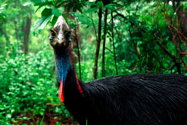 Big Bird Photography
