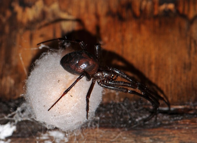 Elusive cave spider found at one of Britain’s most popular nature ...