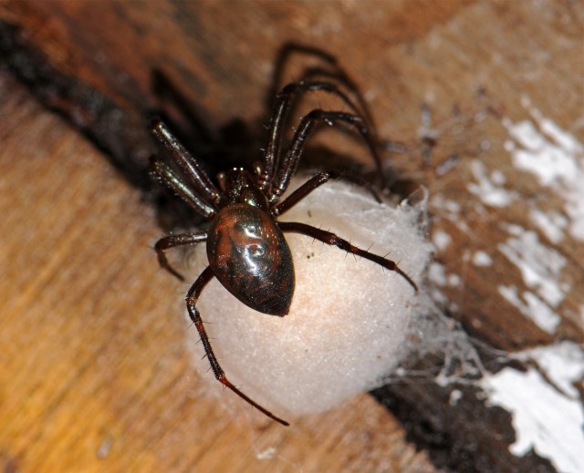 Elusive cave spider found at one of Britain’s most popular nature ...