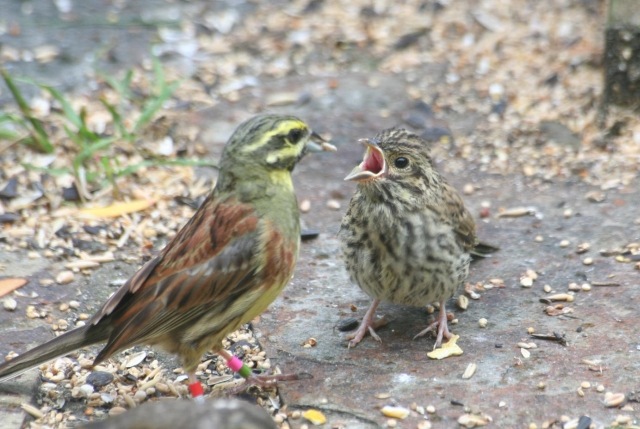Cirl Bunting Reintroduction Project Update - BirdGuides