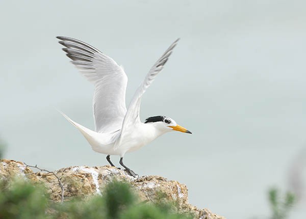Restoring a breeding colony for Chinese Crested Tern - BirdGuides