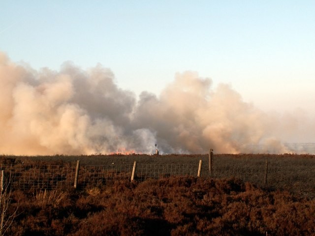 Study reveals extent of upland burning across Britain - BirdGuides