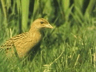 Conservationists bring back the Corncrake to England - BirdGuides