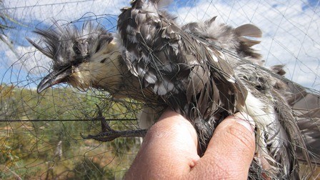 Migrant songbird killings in Cyprus reach record levels - BirdGuides