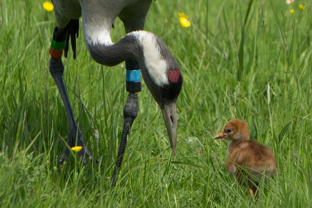 Crane chick marks start of first wild generation for western Britain ...