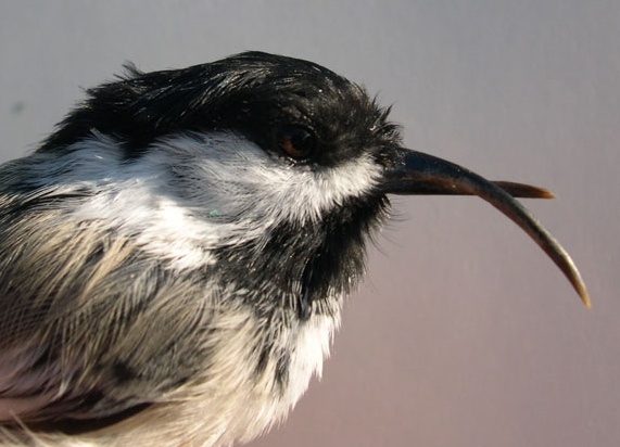 Beak deformities in garden birds: request for information - BirdGuides