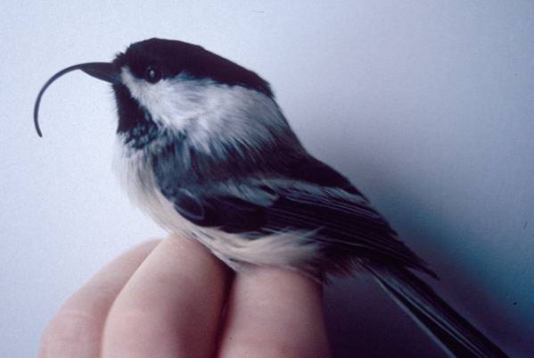 Beak deformities in garden birds: request for information - BirdGuides