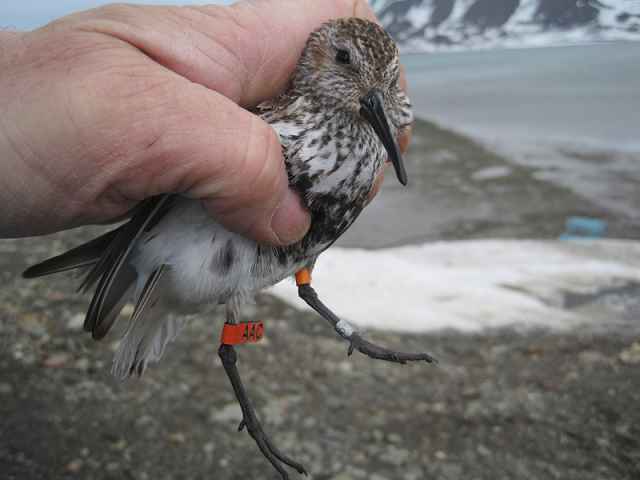 Request for sightings of colour-ringed Purple Sandpipers - BirdGuides